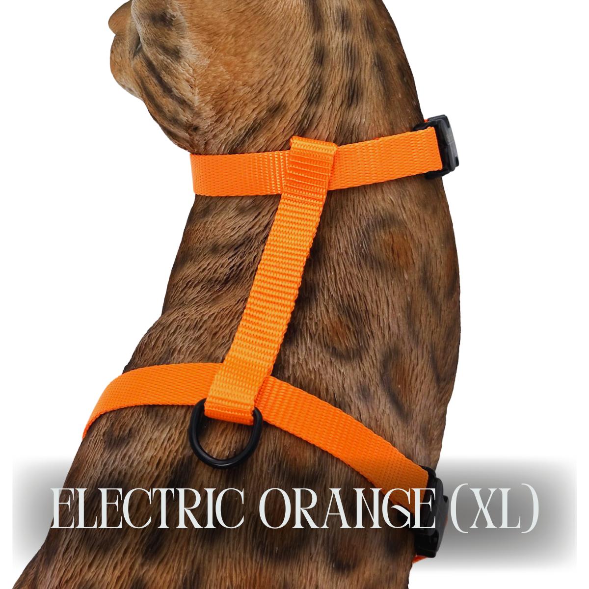 Escape Proof Harness – SurferCat